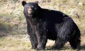 Myth: Bears Stink! (Solved) – 7 Question Answered! – BestofPanda